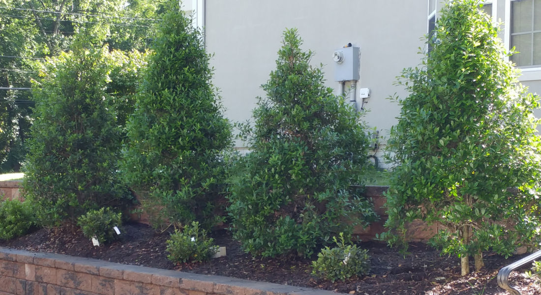 The Best Evergreen Trees for Privacy - Premium Lawn & Landscape