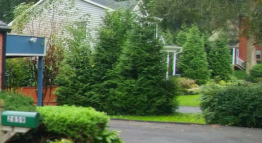 The Best Evergreen Trees for Privacy - Premium Lawn & Landscape
