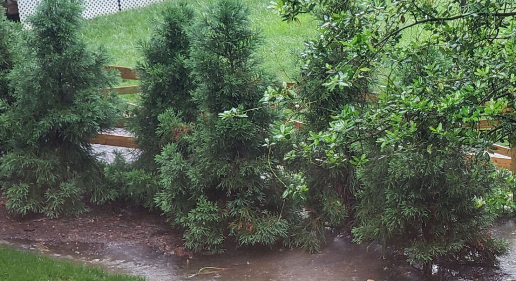 The Best Evergreen Trees for Privacy - Premium Lawn & Landscape