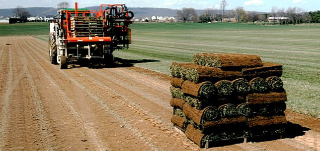 Winter Sod - Premium Lawn & Landscape