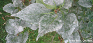 The Most Common Types of Plant Mold (and how to treat them) - Premium ...